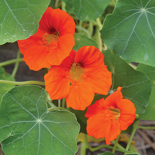 Flower Empress Of India Nasturtium Seeds K A Greenhouse