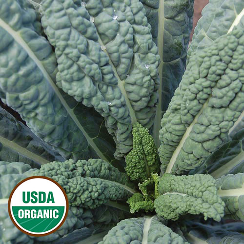 Kale, Lacinato (organic) Seeds | K&A Greenhouse