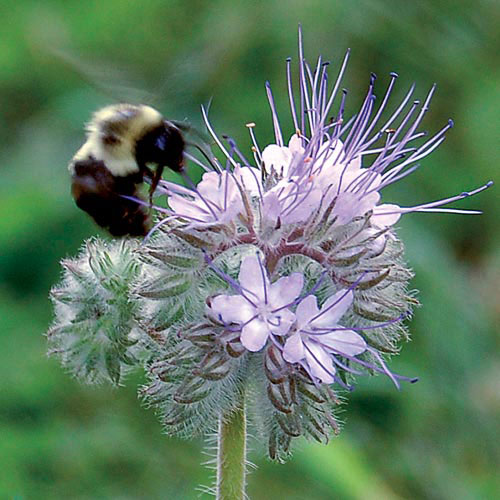 Flower Bee”s Friend Seeds | K&A Greenhouse